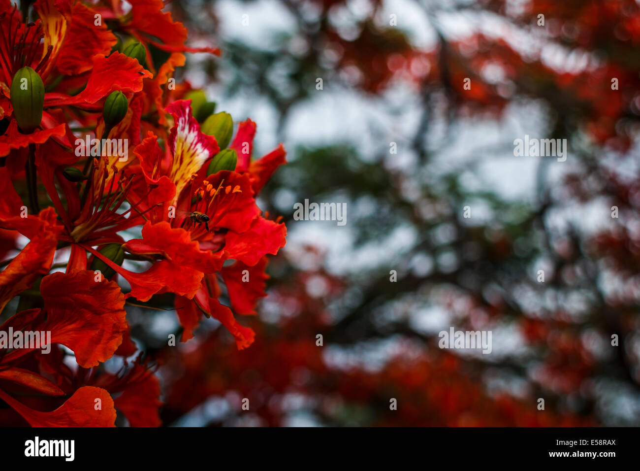 Red flamboyan hi-res stock photography and images - Alamy