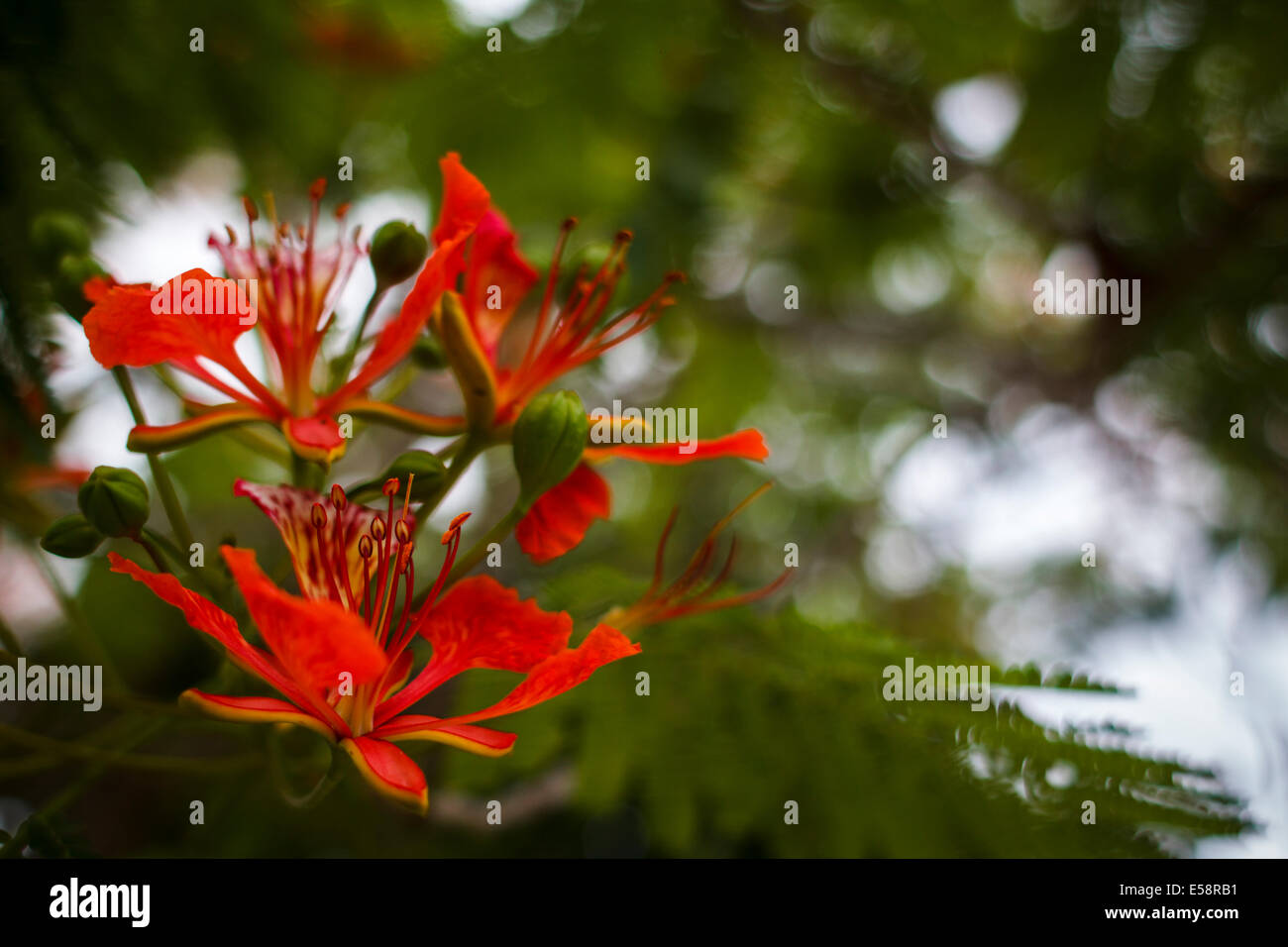 Flamboyant (flame tree) flower Stock Photo - Alamy