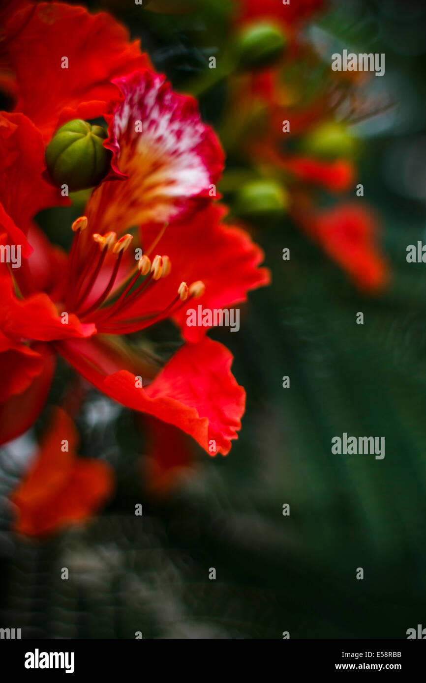 Flamboyant tree flower hi-res stock photography and images - Alamy