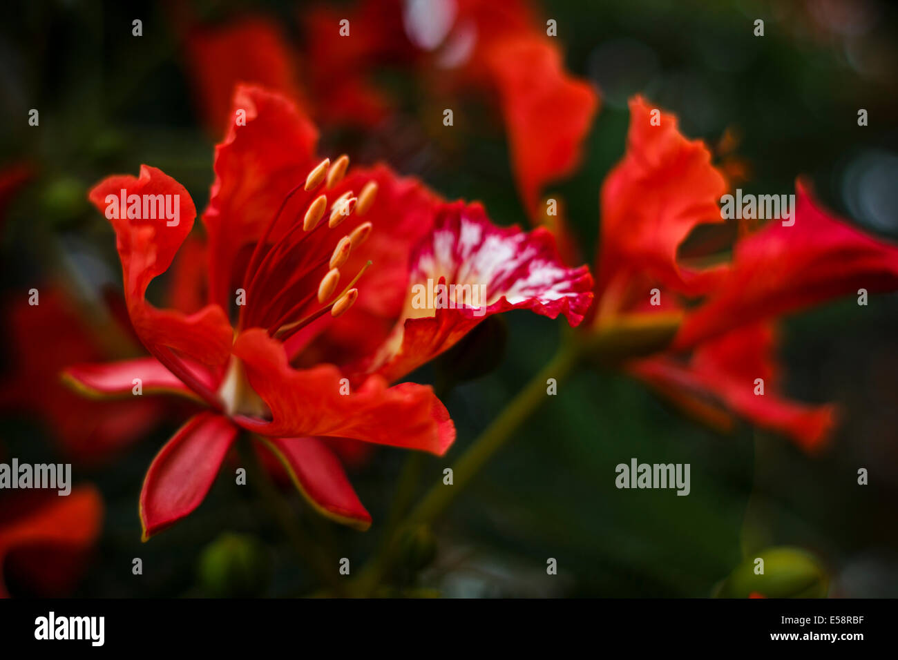 Flamboyant flame tree flower hi-res stock photography and images - Alamy