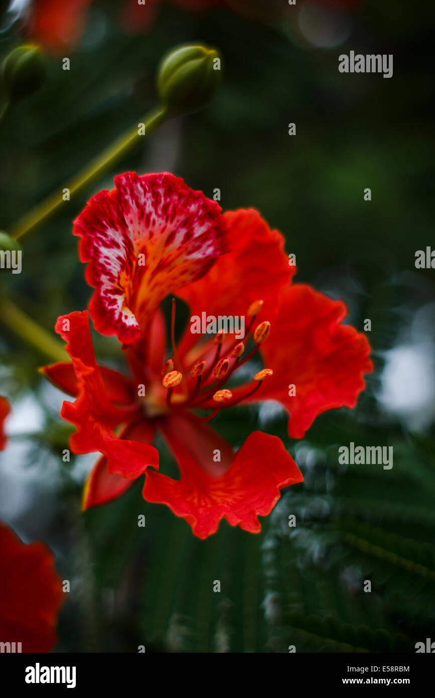 Flamboyant (flame tree) flower Stock Photo - Alamy
