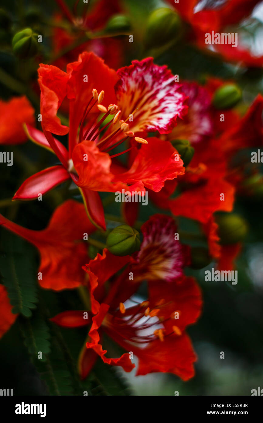 Flamboyant (flame tree) flower Stock Photo - Alamy