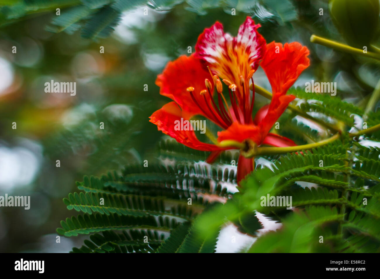 Flamboyant (flame tree) flower Stock Photo - Alamy