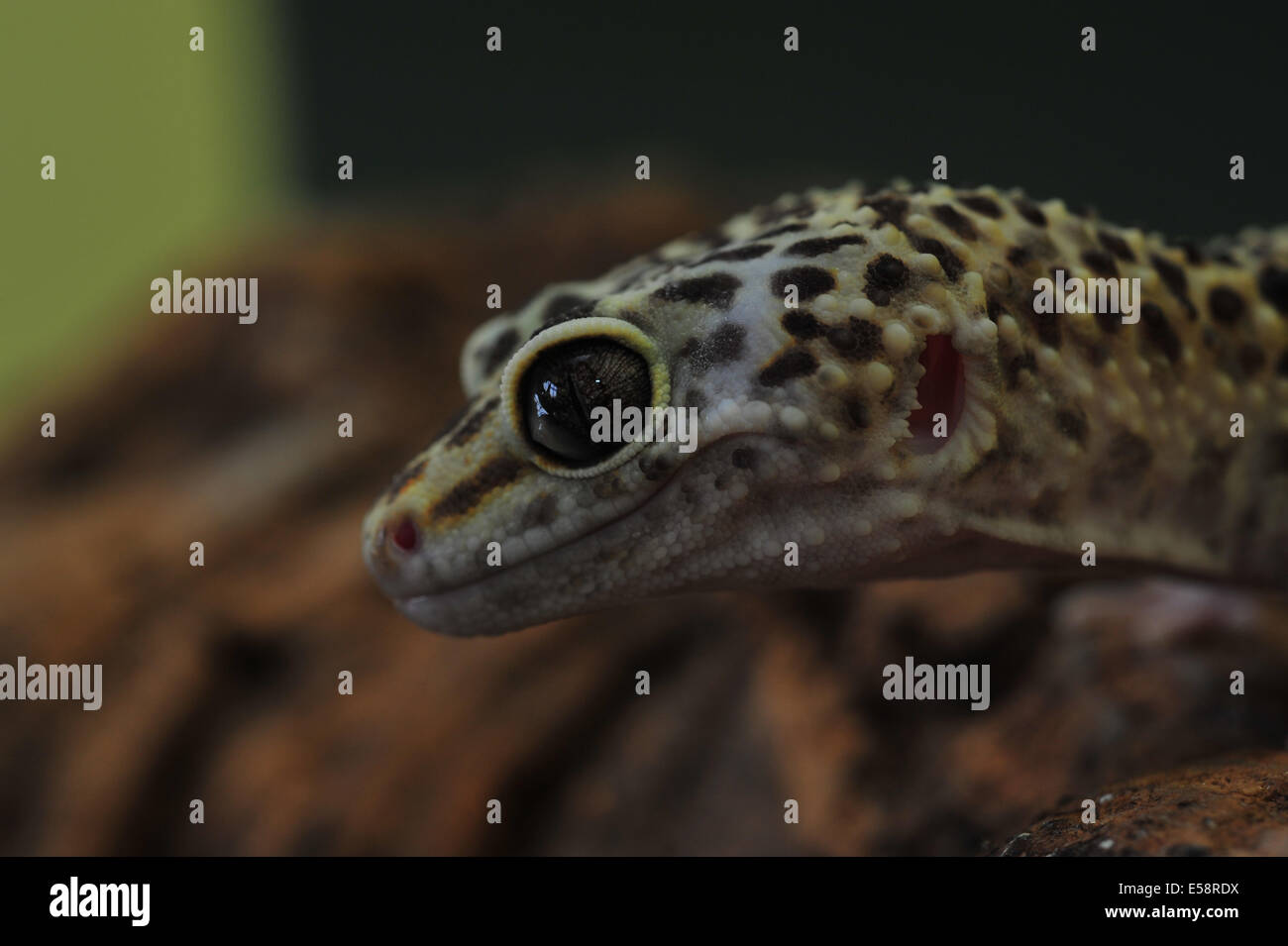 Close-up of a spotted lizard Stock Photo - Alamy