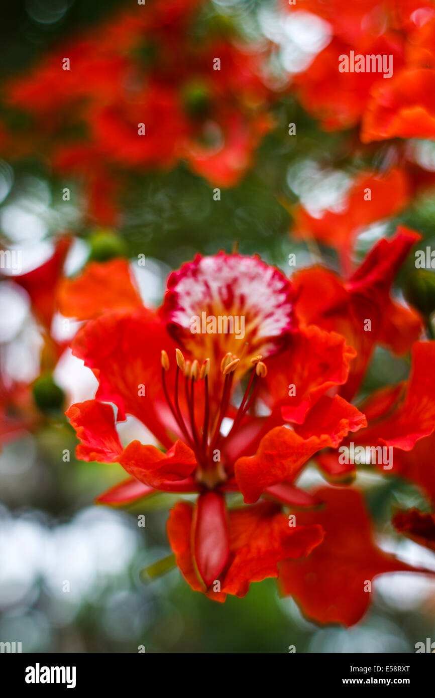 Flamboyant (flame tree) flower Stock Photo - Alamy Flamboyant (flame tree) flower Stock Photo - Alamy