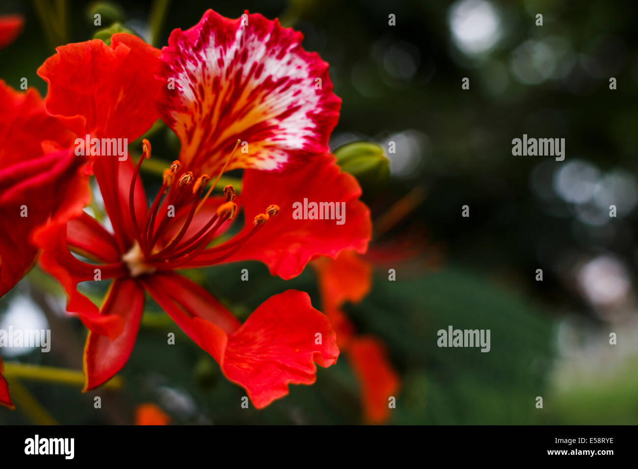 Flamboyant Tree Flower High Resolution Stock Photography and Images - Alamy