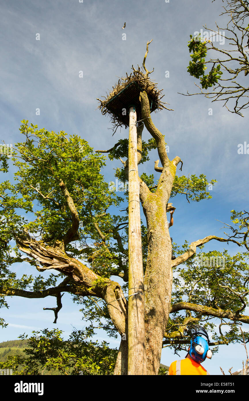 A young Osprey being ringed and fitted with a satellite tracker to ...