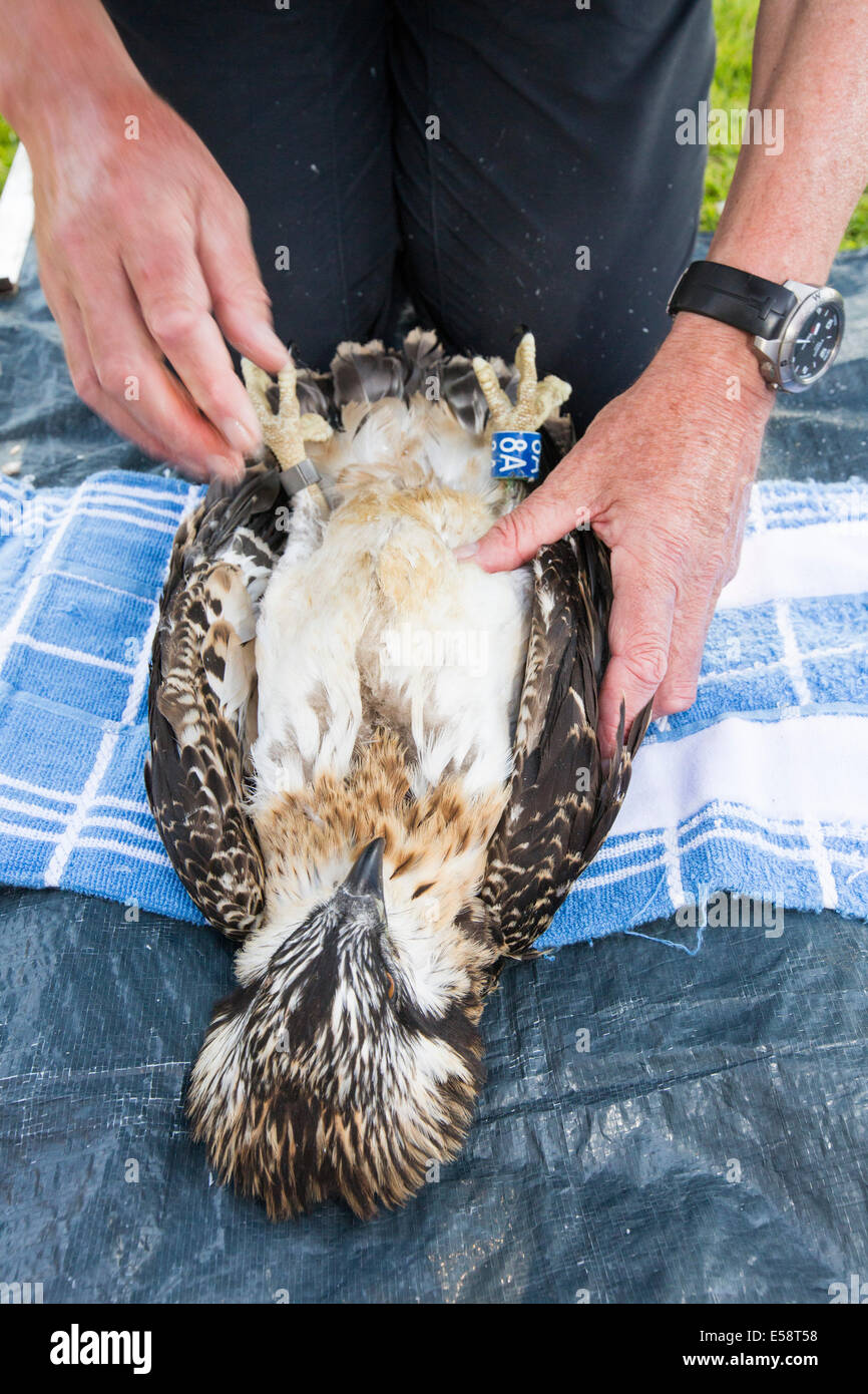 A young Osprey being ringed and fitted with a satellite tracker to ...