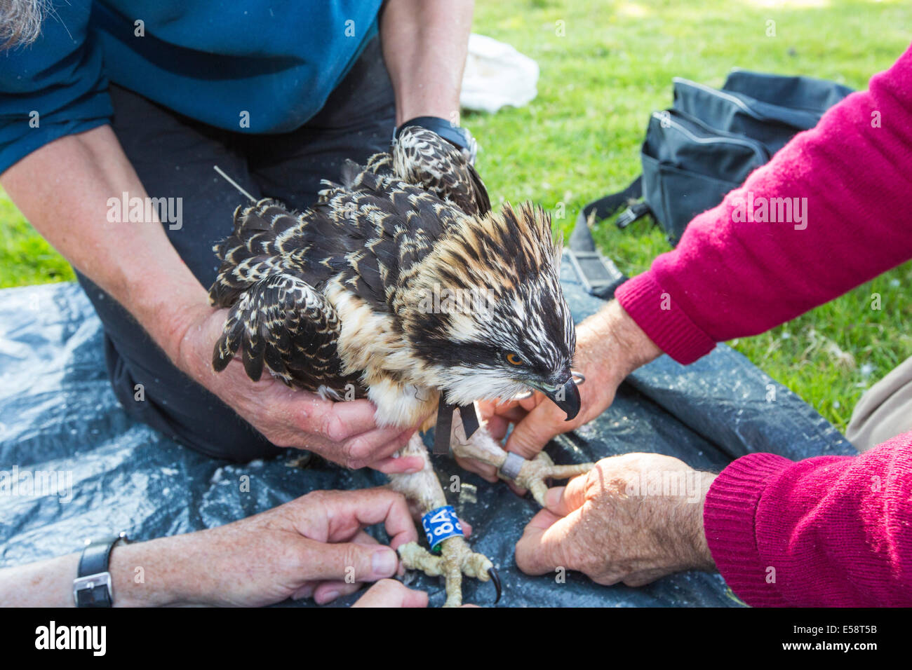 A young Osprey being ringed and fitted with a satellite tracker to ...