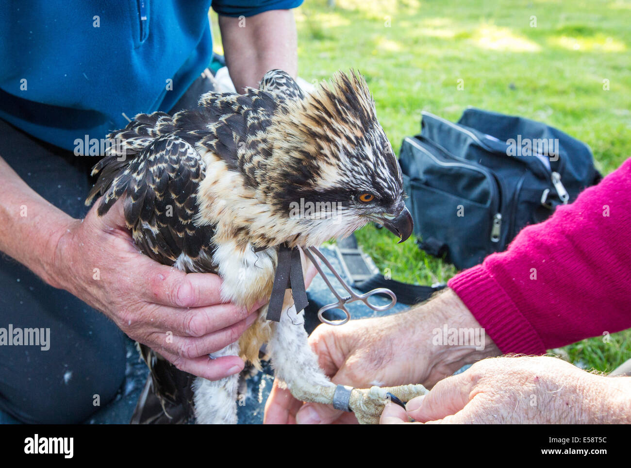 A young Osprey being ringed and fitted with a satellite tracker to ...