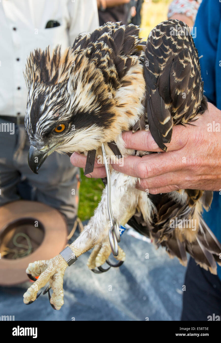 A young Osprey being ringed and fitted with a satellite tracker to ...