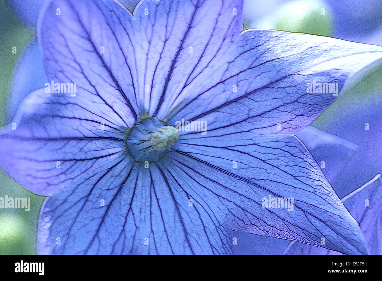 The Balloon flower is a perennial in which the budding flower swells ...