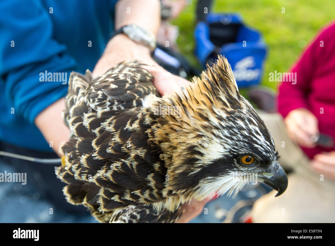 A young Osprey being ringed and fitted with a satellite tracker to ...