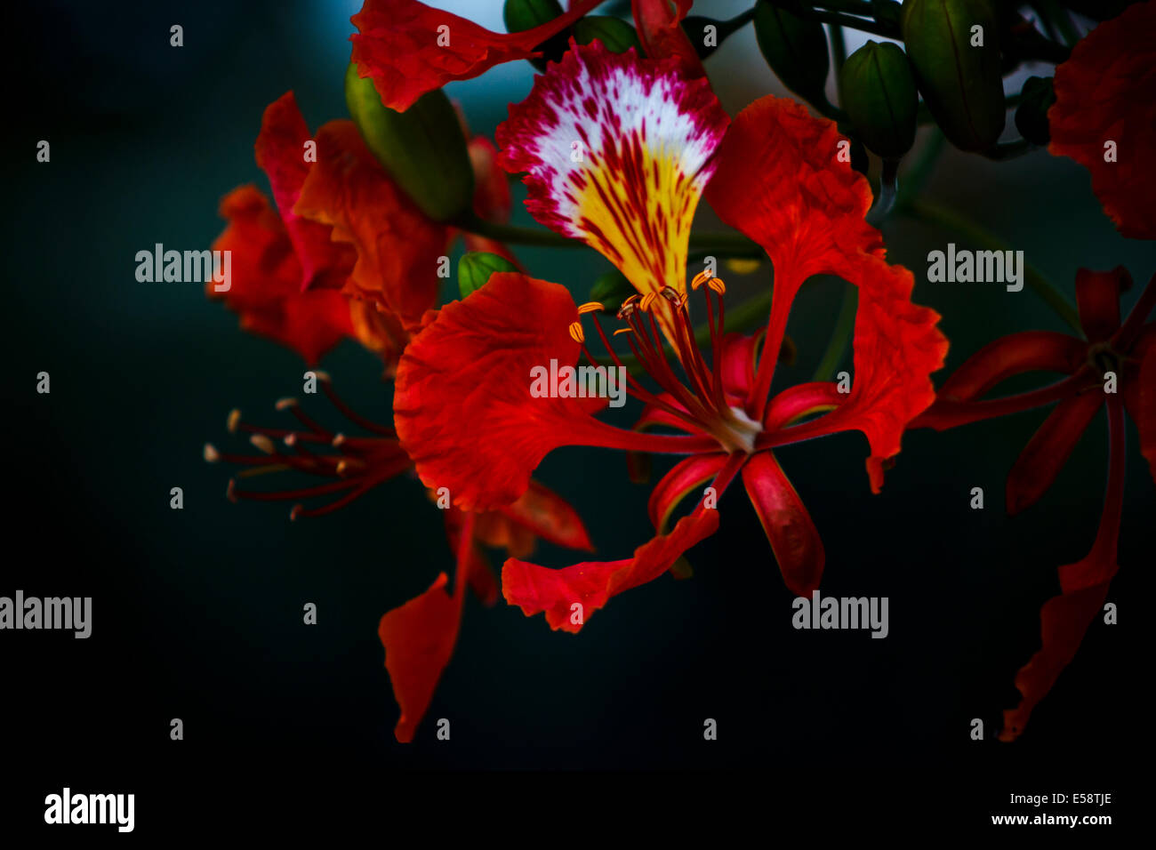 Flamboyant Flower Structure