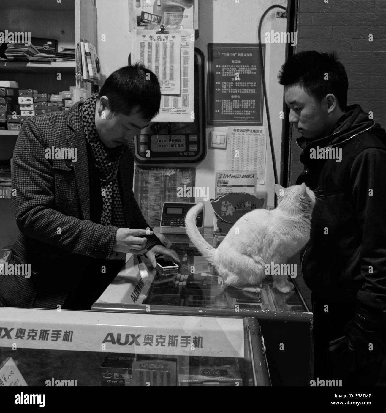 Chn. 5th Jan, 2013. CHENGDU CHINA JULY 22: cats in the city, Sichuan ...