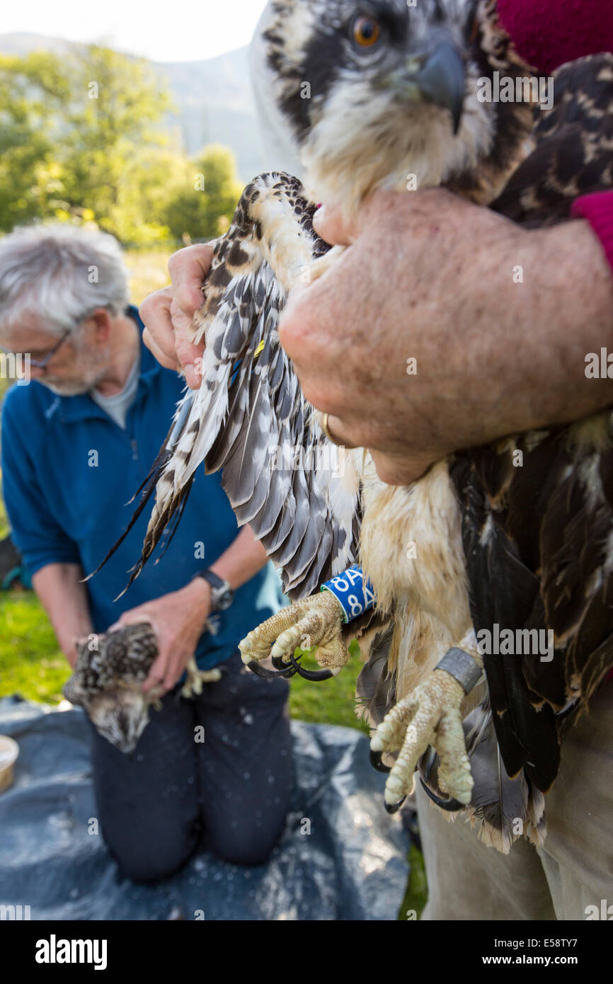 A young Osprey being ringed and fitted with a satellite tracker to ...