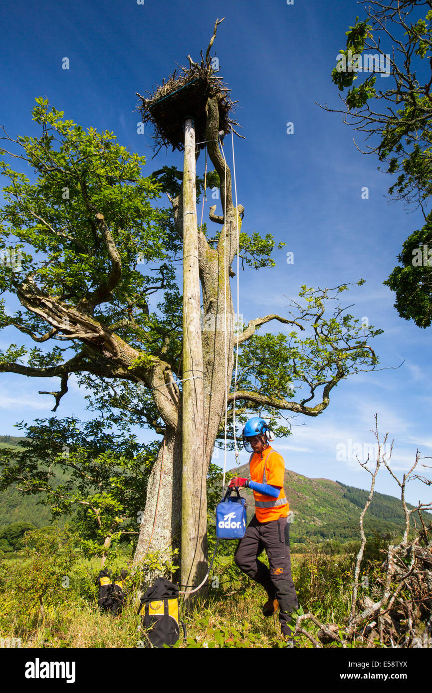 A young Osprey being ringed and fitted with a satellite tracker to ...