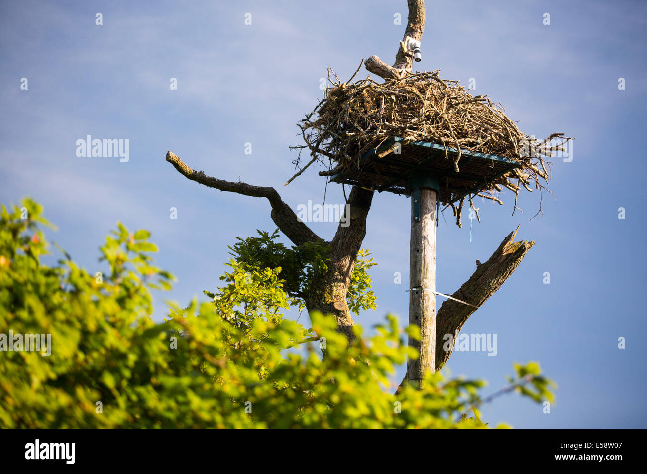 A young Osprey being ringed and fitted with a satellite tracker to ...