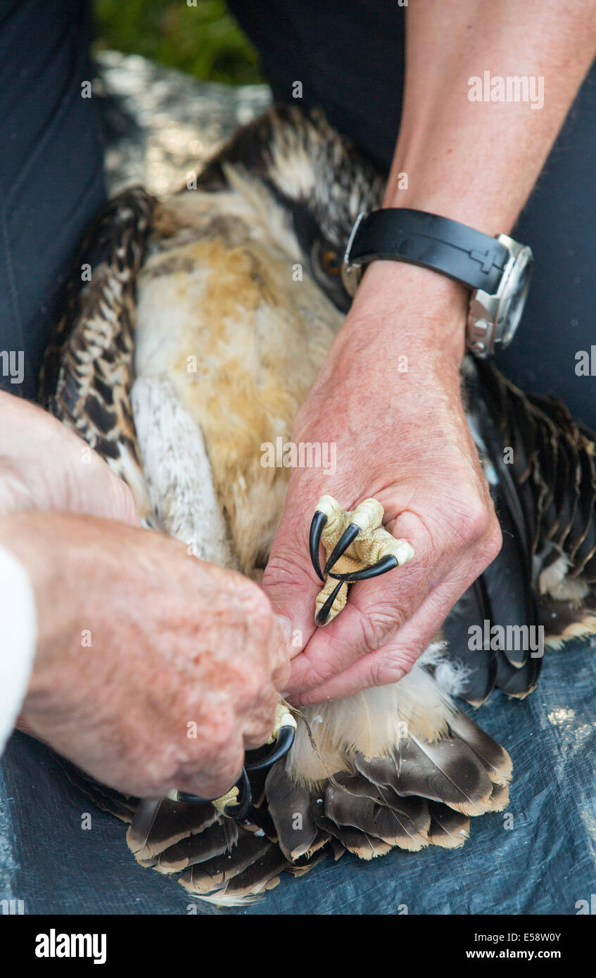 A young Osprey being ringed and fitted with a satellite tracker to ...