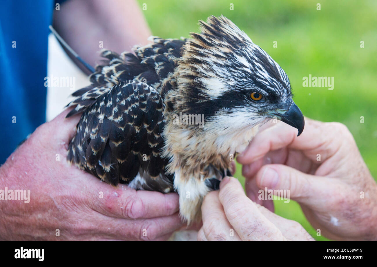 A young Osprey being ringed and fitted with a satellite tracker to ...