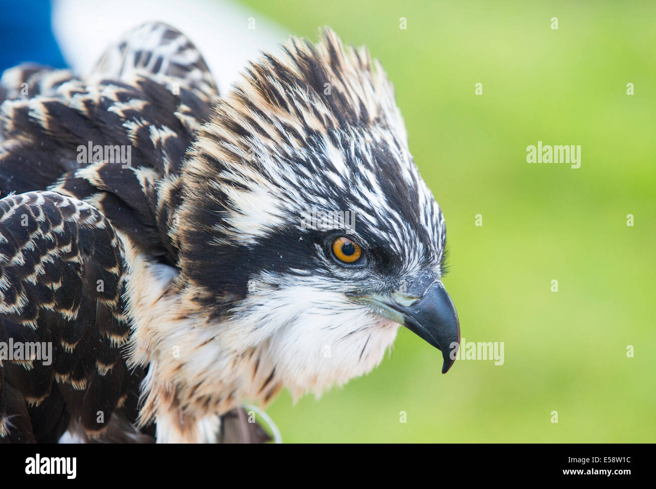 A young Osprey being ringed and fitted with a satellite tracker to ...