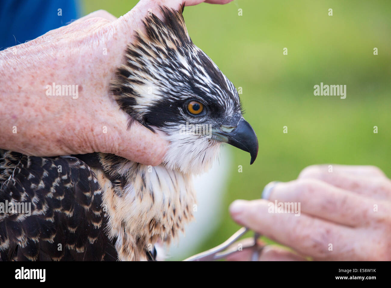 A young Osprey being ringed and fitted with a satellite tracker to ...