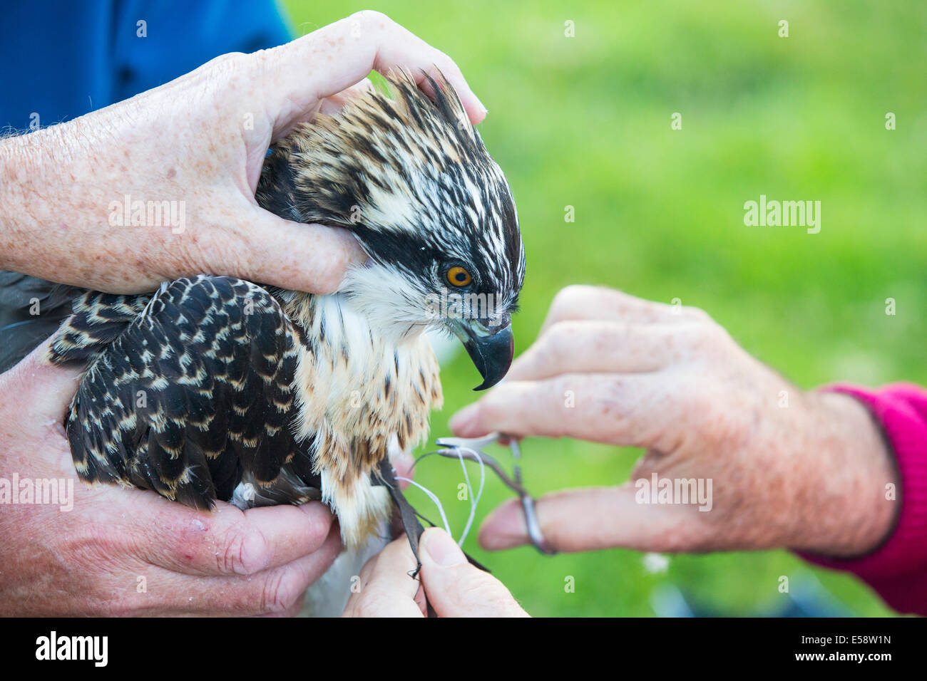 A young Osprey being ringed and fitted with a satellite tracker to ...