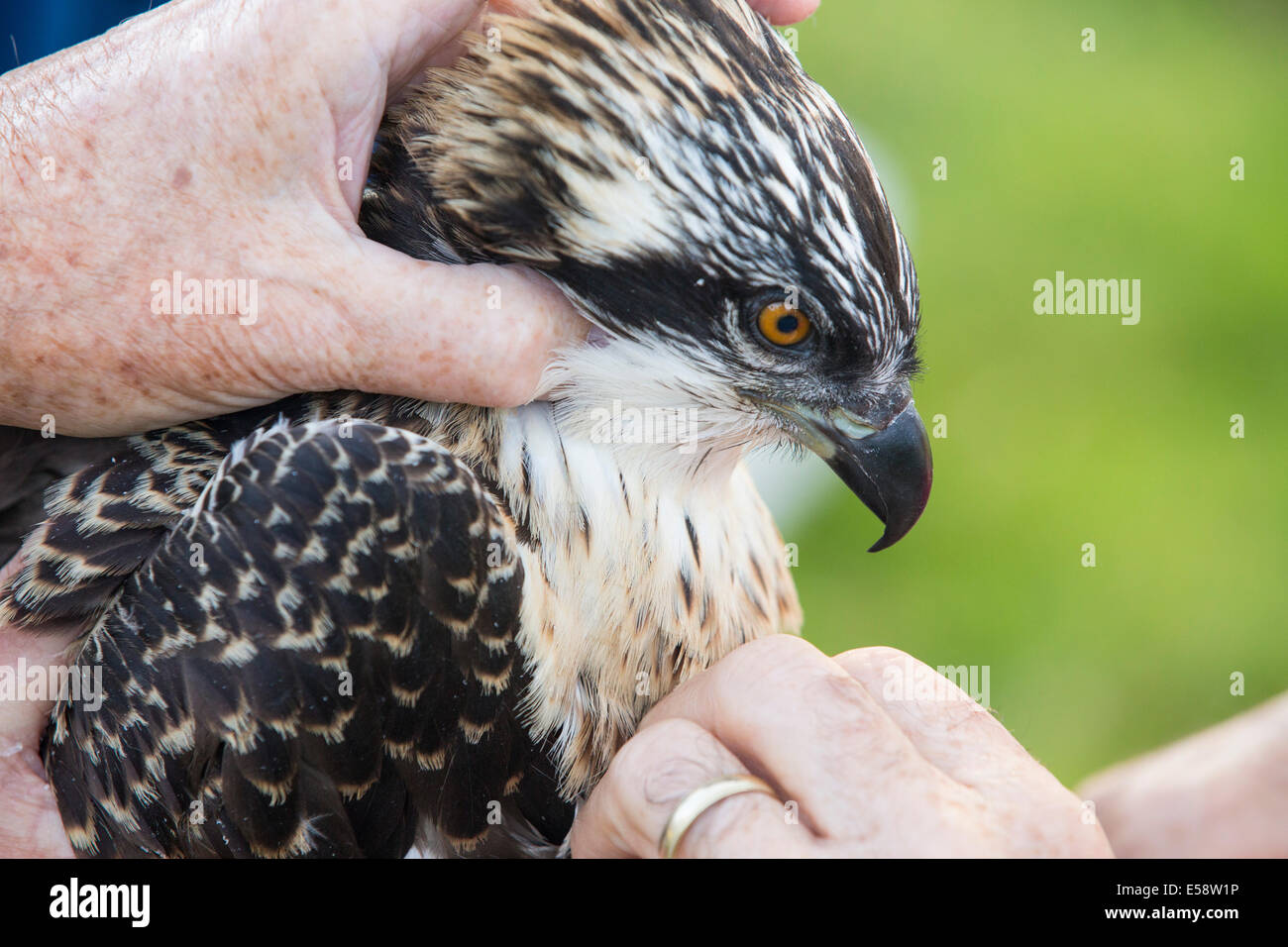 A young Osprey being ringed and fitted with a satellite tracker to ...