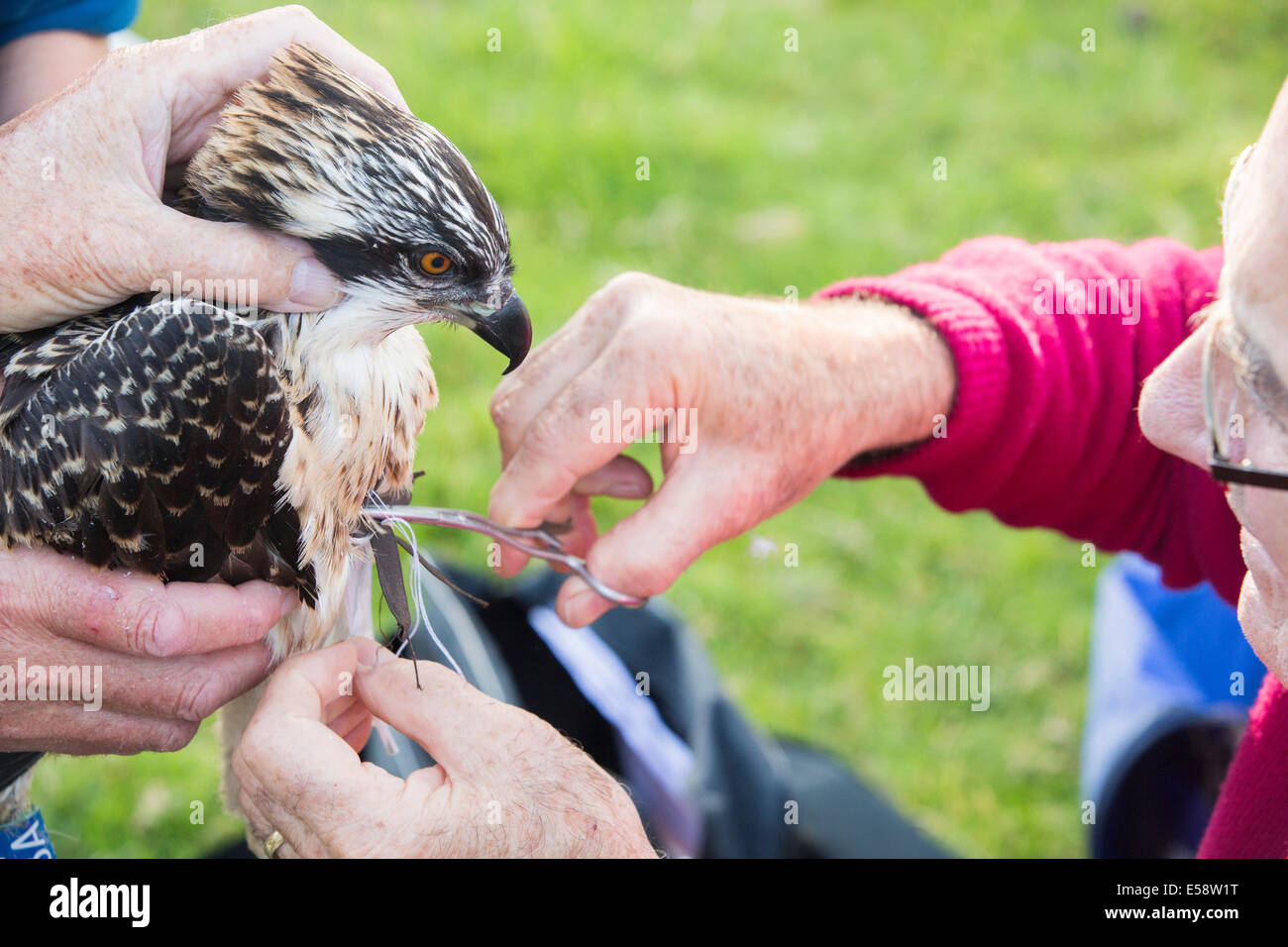 A young Osprey being ringed and fitted with a satellite tracker to ...
