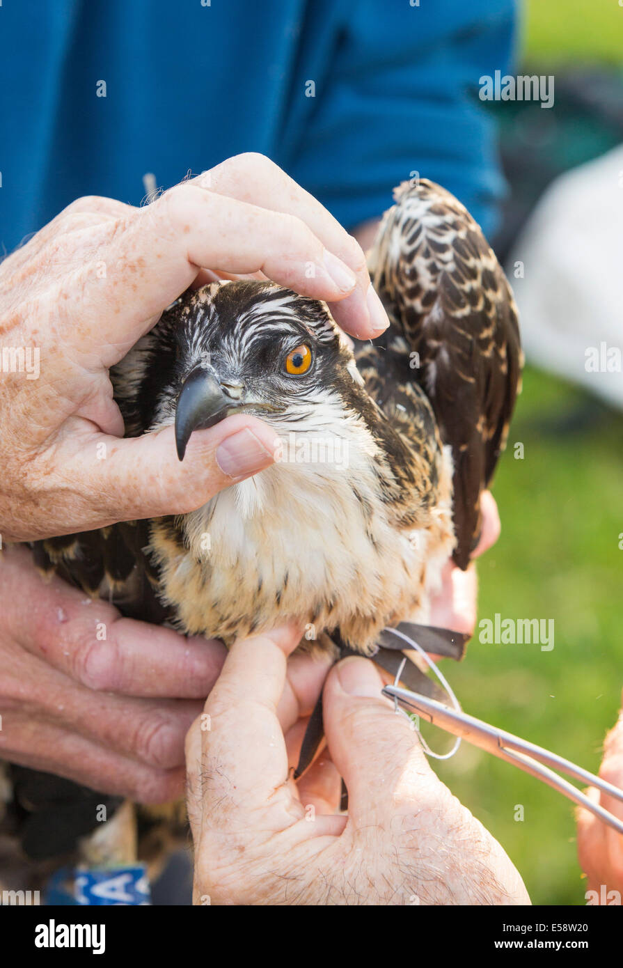 A young Osprey being ringed and fitted with a satellite tracker to ...