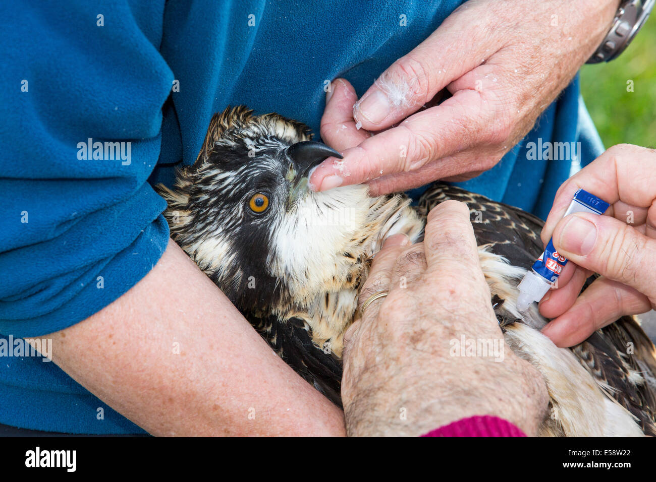 A young Osprey being ringed and fitted with a satellite tracker to ...
