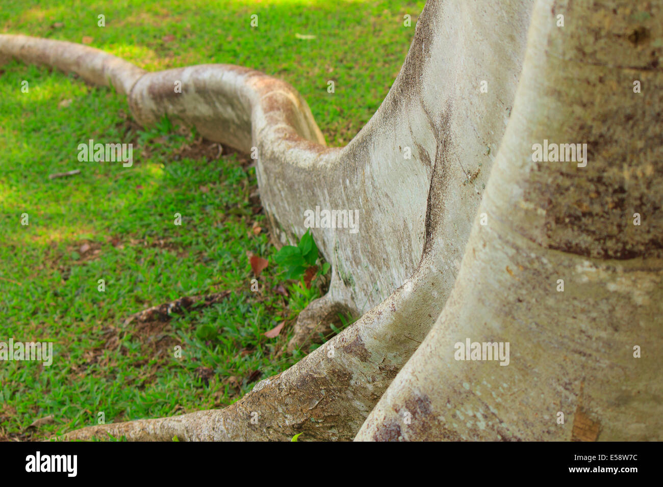View of gnarled tree trunk roots from aged tree Stock Photo Stock Photo ...
