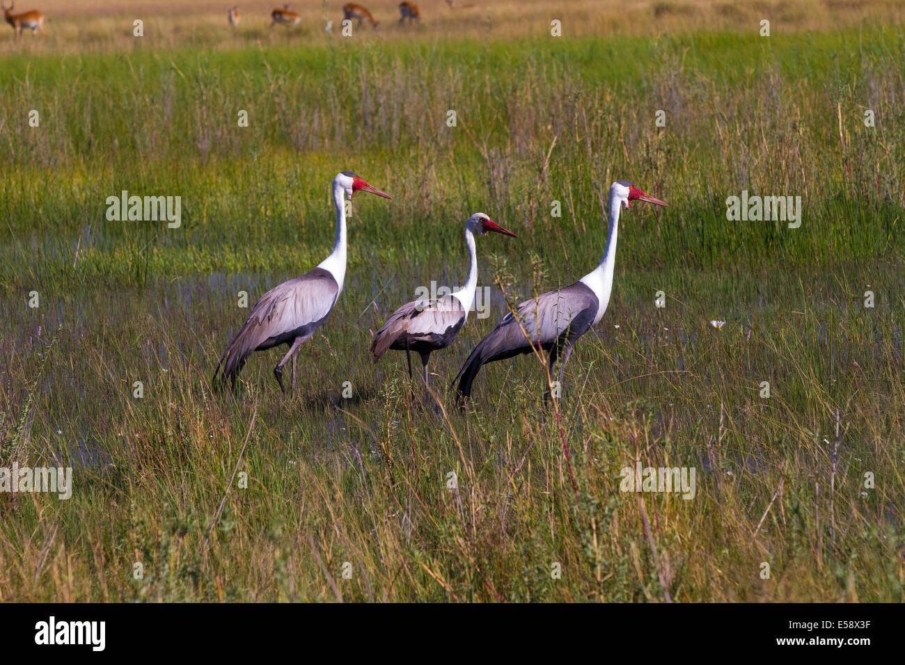 Wattled Crane, Okavango Delta, Botswana Stock Photo - Alamy