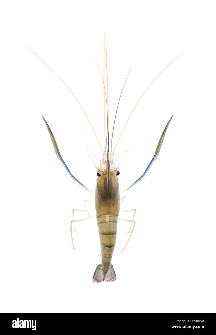 Shrimp isolated on white background Stock Photo - Alamy