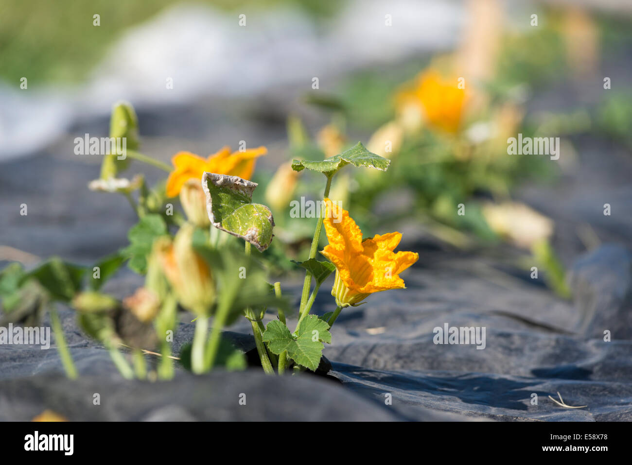 Squash growing on a farm in Oregon's Wallowa Valley Stock Photo - Alamy