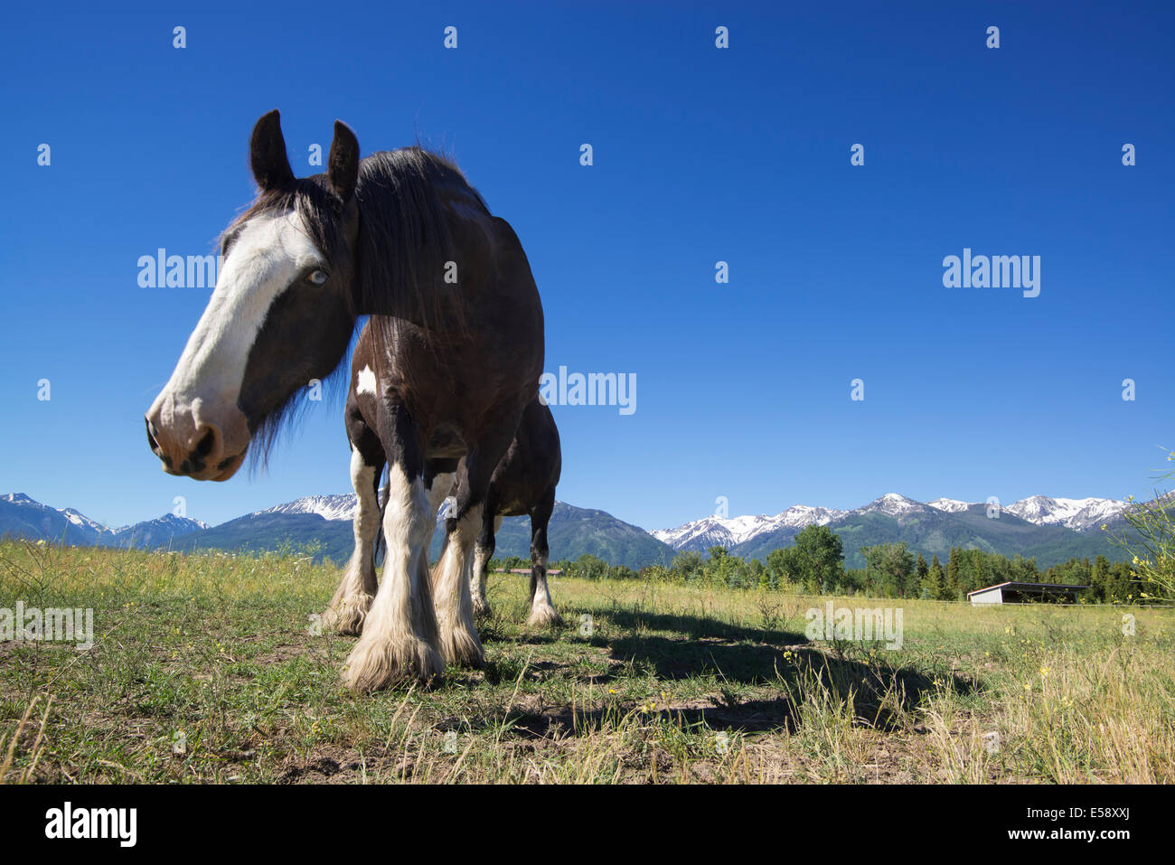 All Black Clydesdale Horse