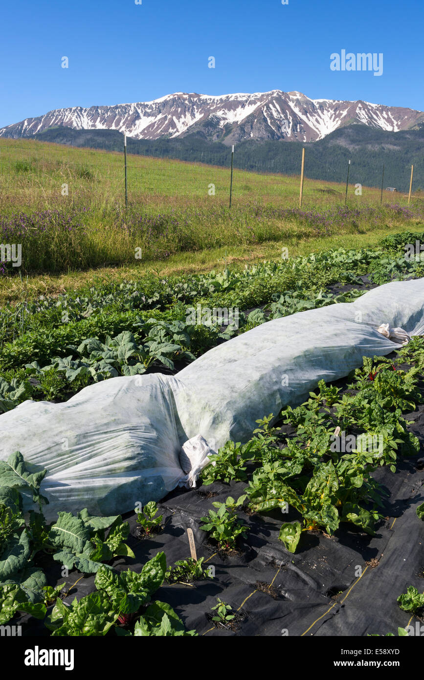 Vegetable farm in Oregon's Wallowa Valley Stock Photo - Alamy