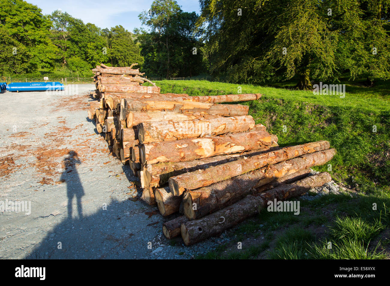 Logging trees to make way for a small scale hydro project in Rydal ...
