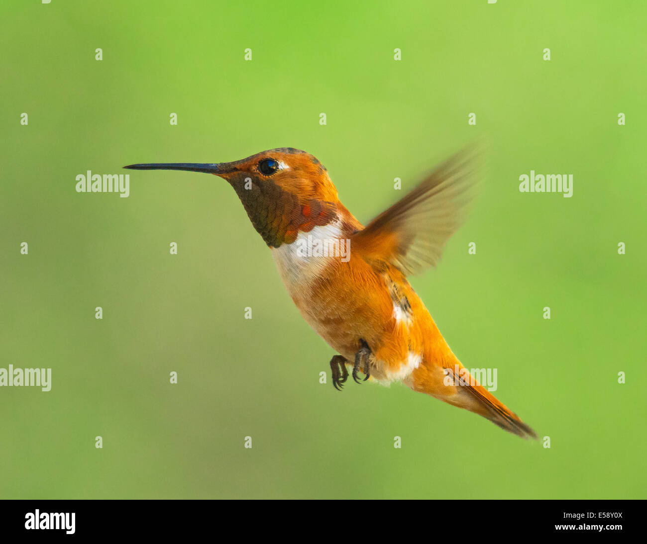 Male Rufous Hummingbird frozen in Flight Stock Photo - Alamy
