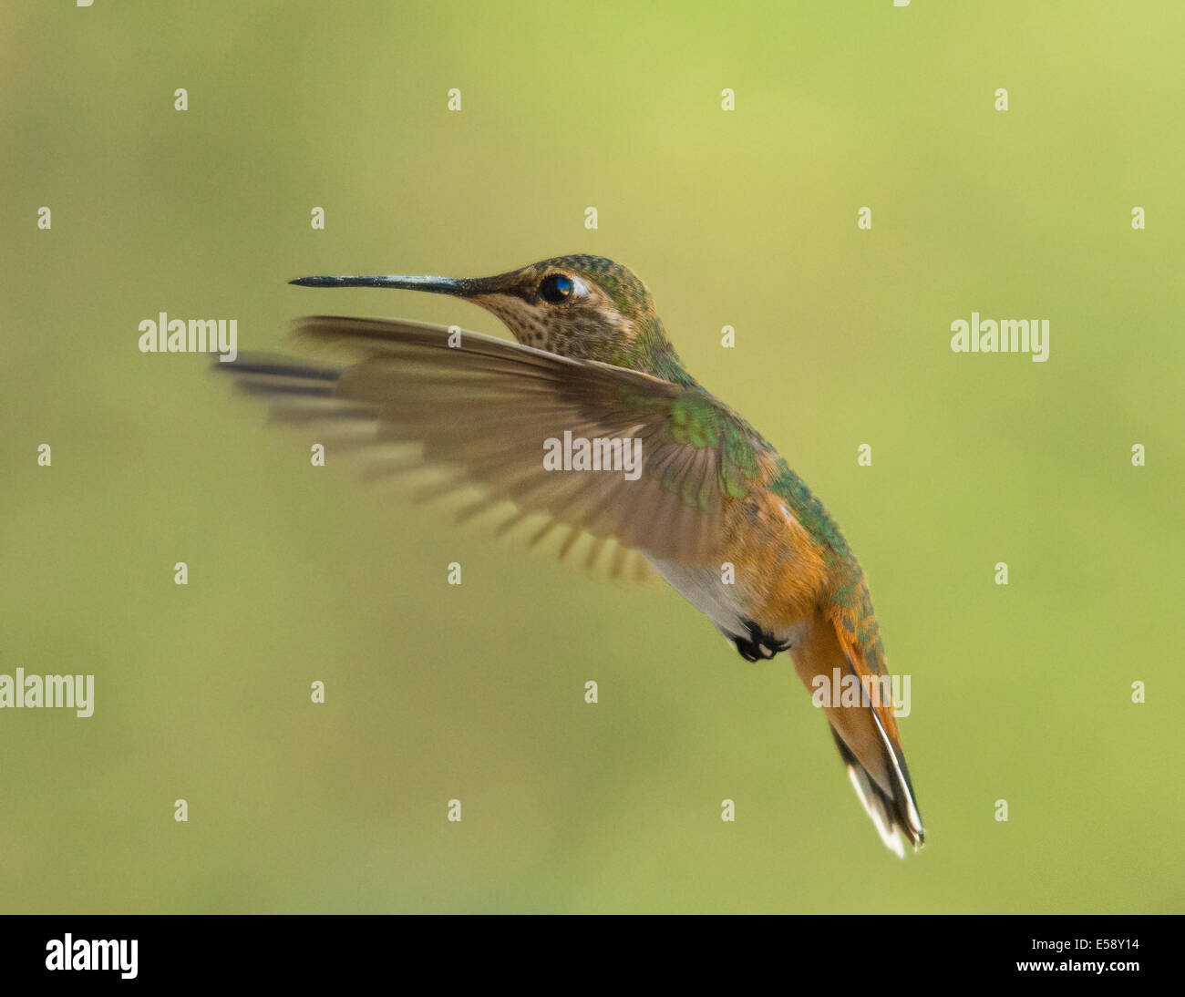 Female rufous hummingbird hi-res stock photography and images - Alamy