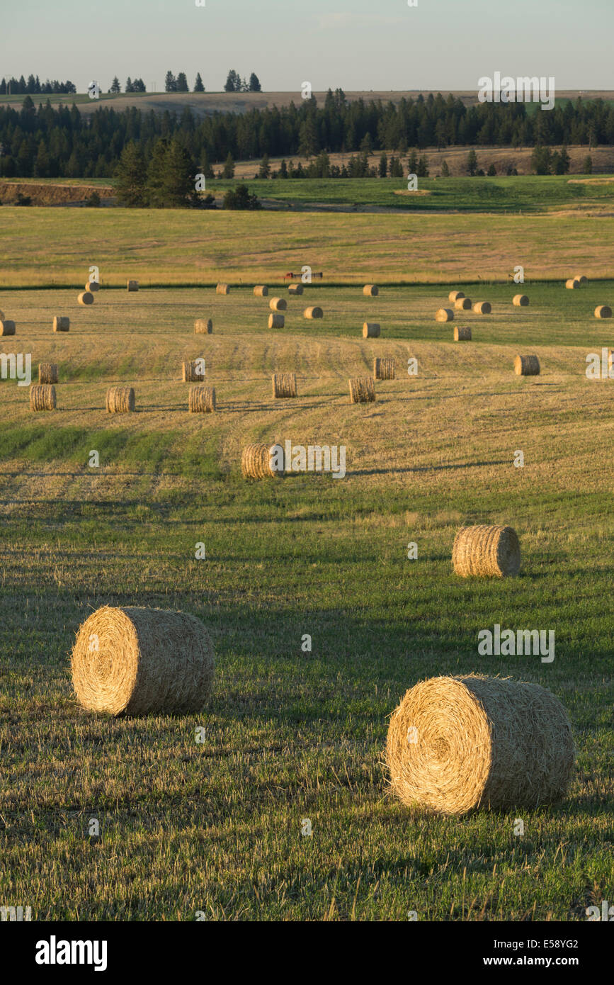 Circular hay hi-res stock photography and images - Alamy