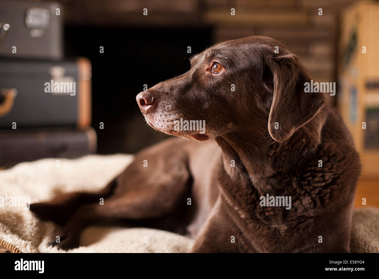 A female Chocolate Lab laying down on her bed looking away from the ...