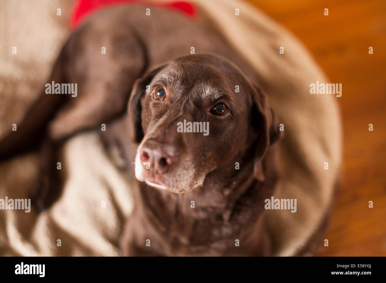 Dog laying down looking up hi-res stock photography and images - Alamy
