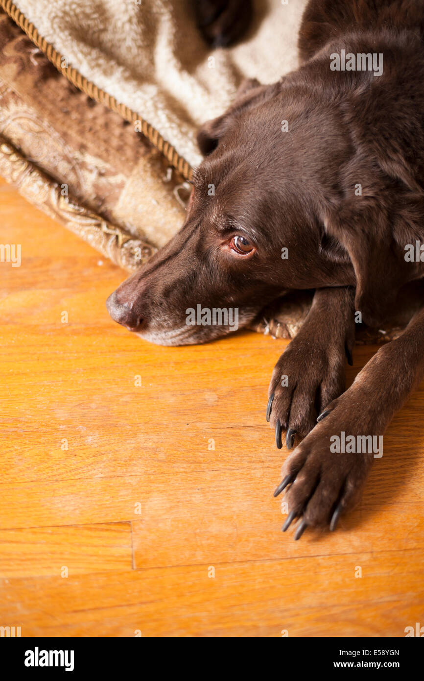 A female Chocolate Lab laying down on her bed looking at the camera out ...