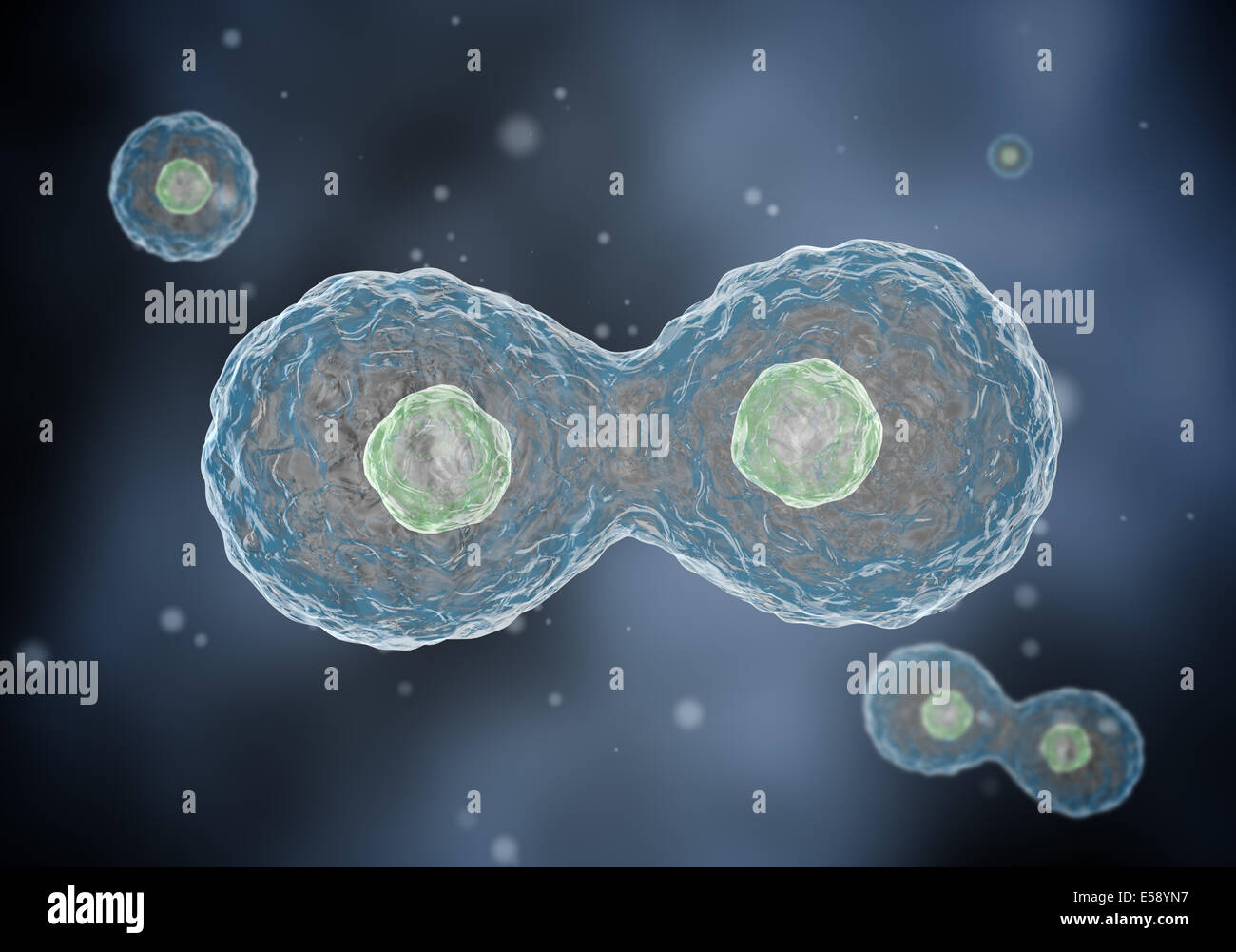 Mitosis splitting hi-res stock photography and images - Alamy