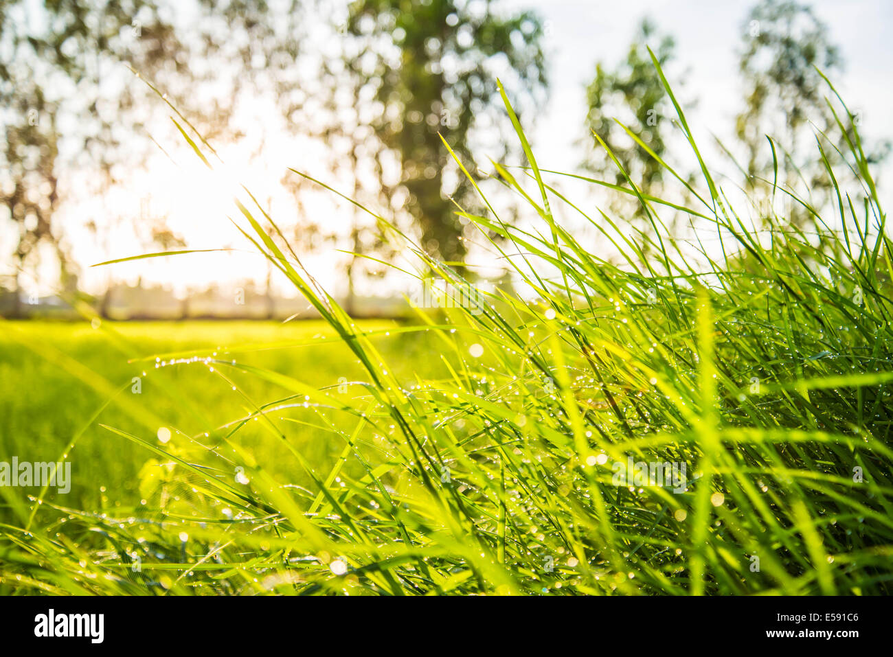 Green paddy hi-res stock photography and images - Alamy