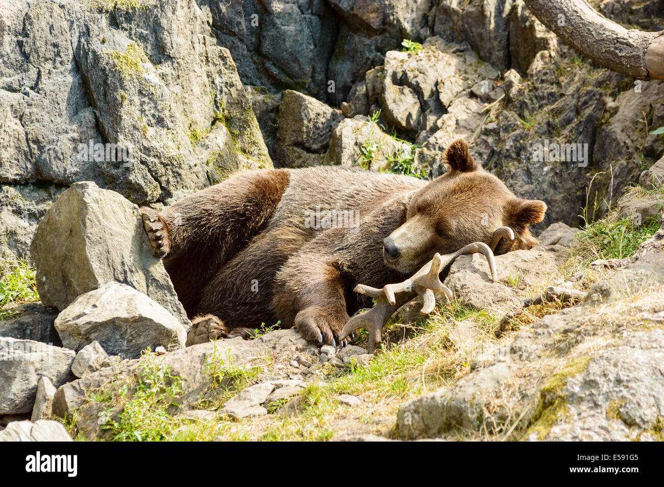 Ursus arctos, or the brown bear. Here resting on moose antlers in rocky ...