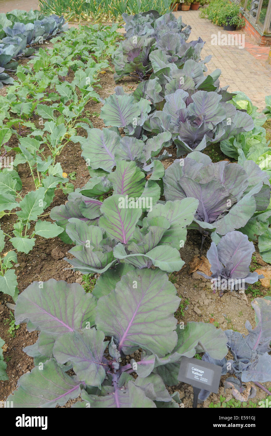 A traditional English Fruit and Vegetable Garden at Rosemoor ...