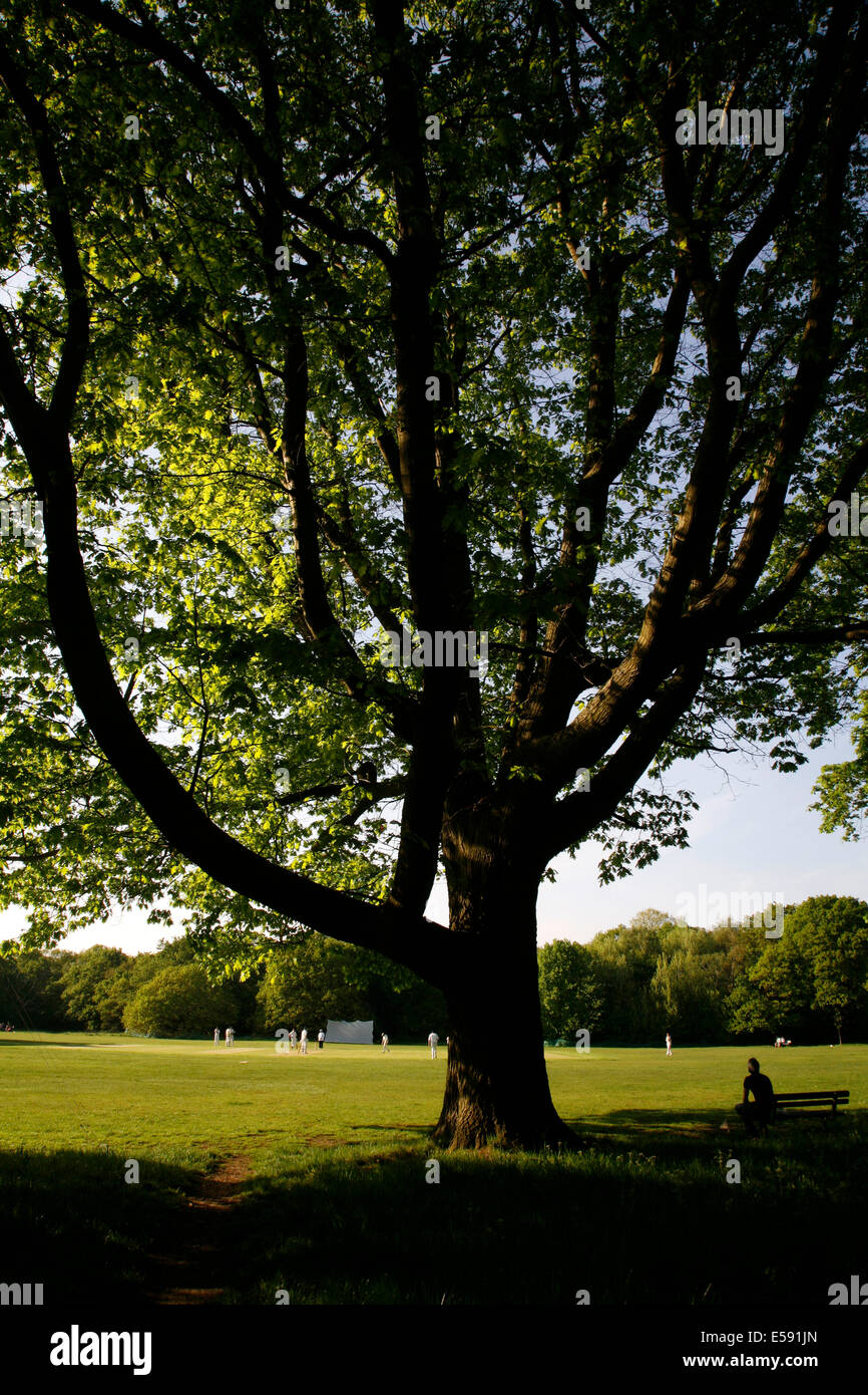 Tree cricket hi-res stock photography and images - Alamy