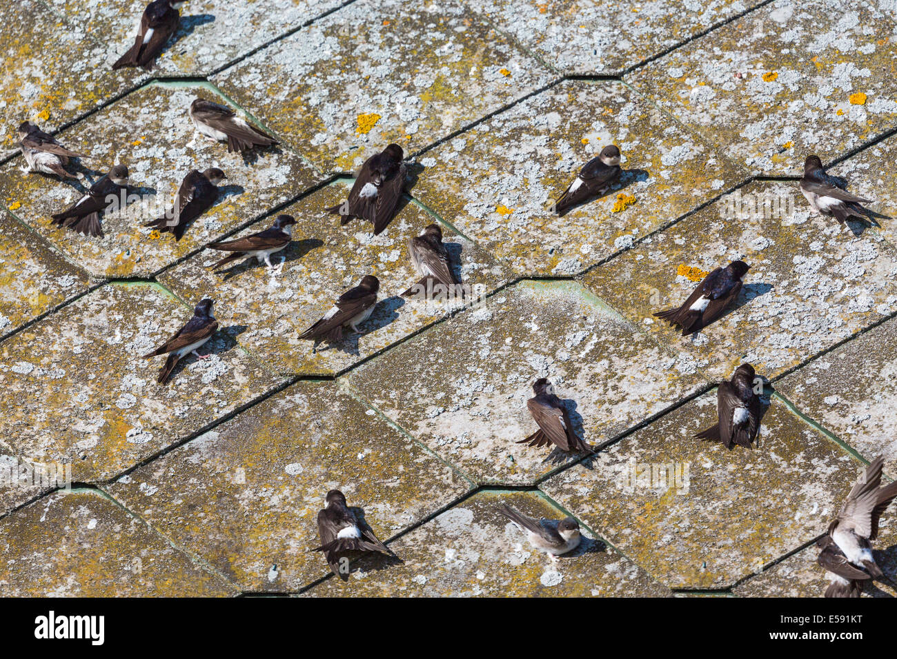 House martin bird flock hi-res stock photography and images - Alamy